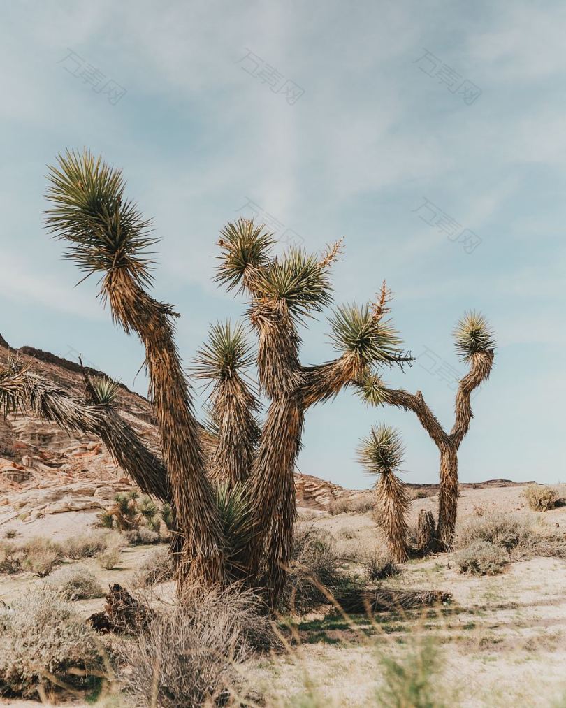 站在约书亚的下面摄影图素材图片下载-万素网